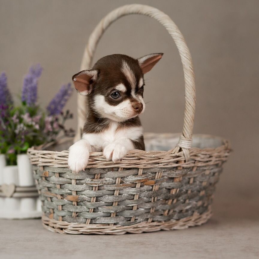 Чихуахуа - шоколадный мальчик