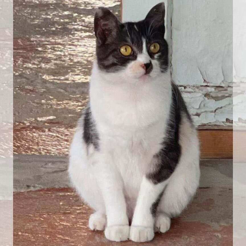 Взрослая кошка в добрые руки