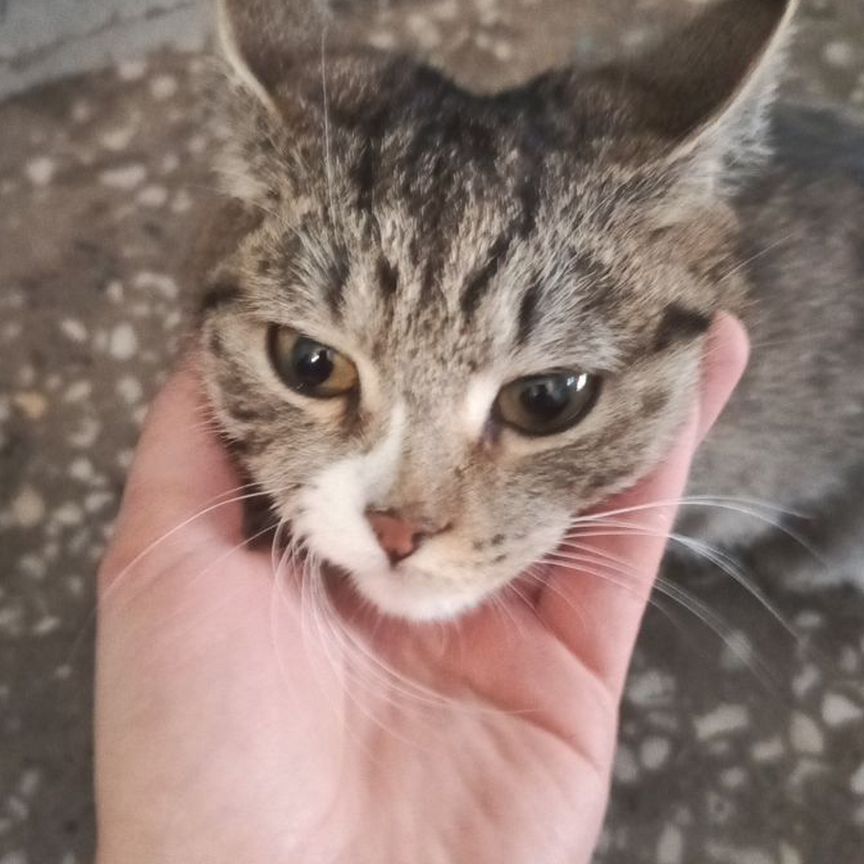 Азиатская табби котёнок