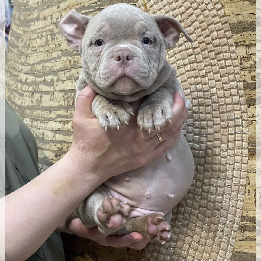 Американский булли, щенок