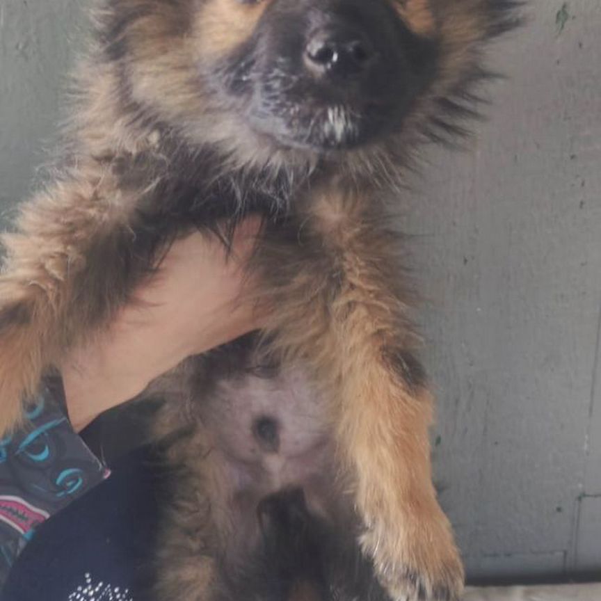 Пушистик мальчик