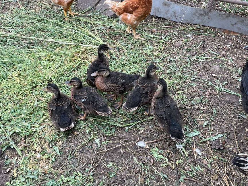 Дикие утки дикие утята