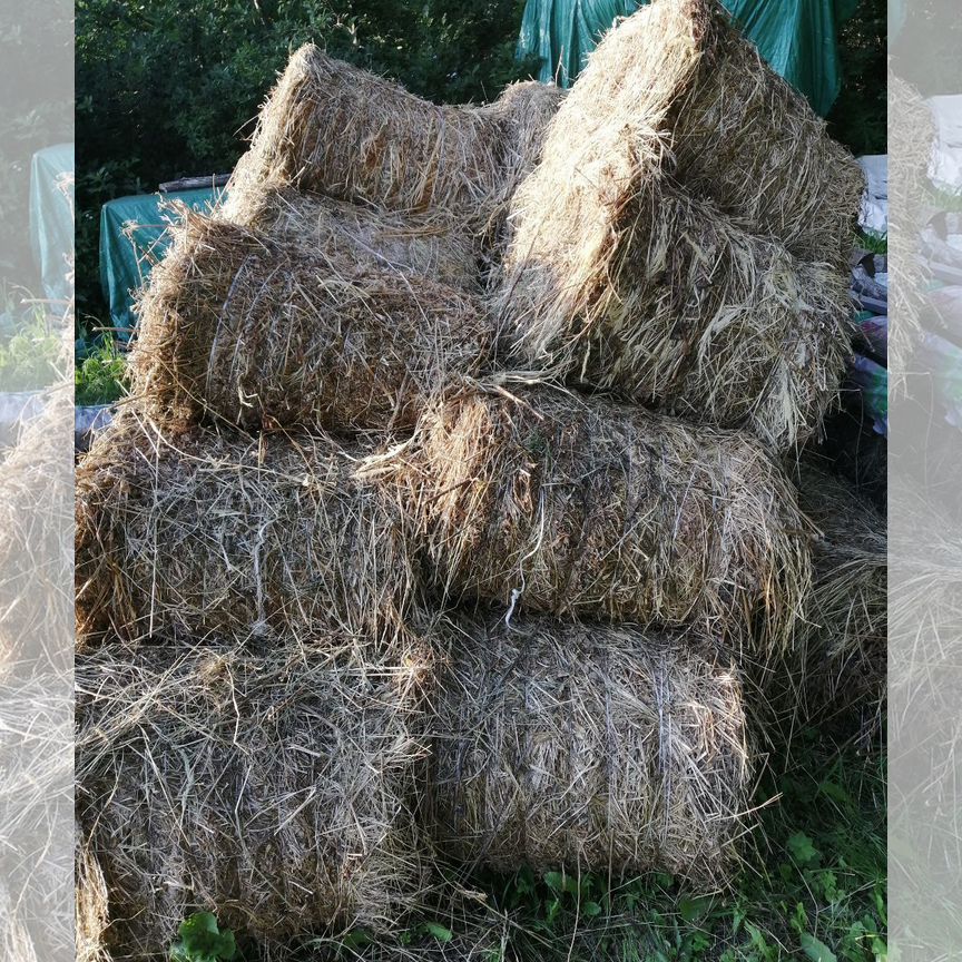 Продам сено в рулонах