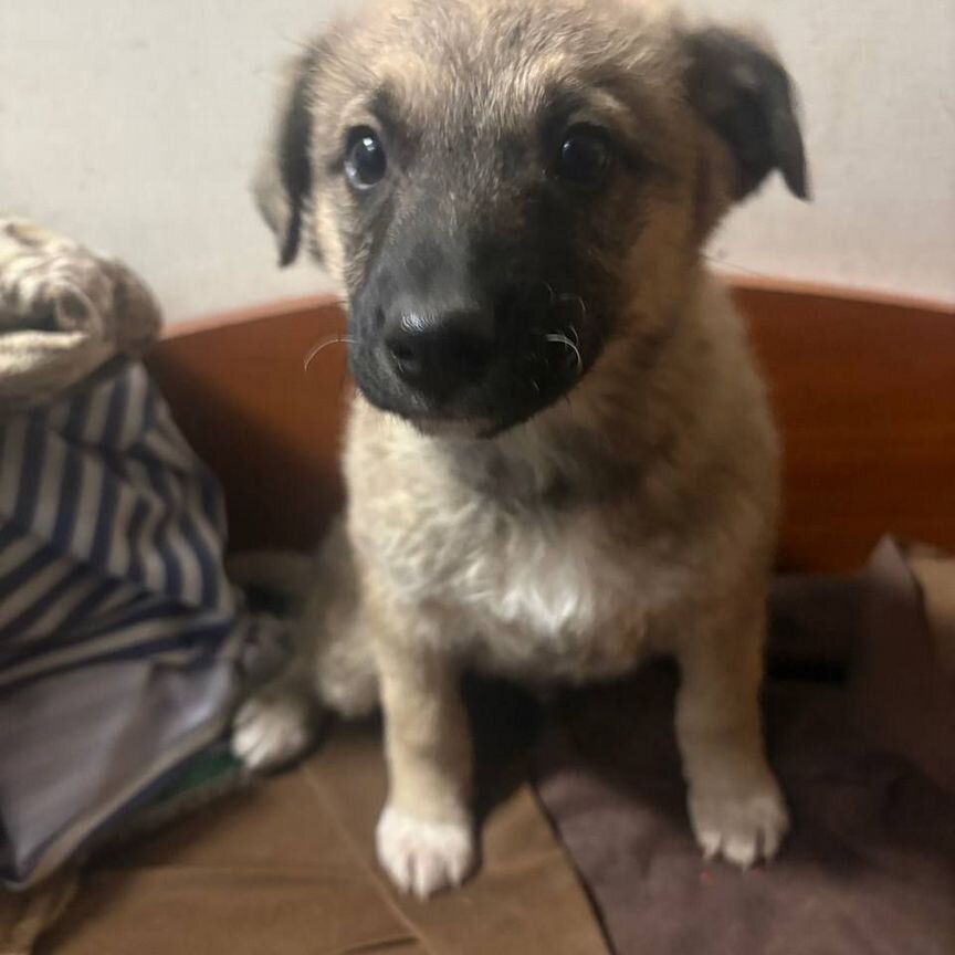 Щенок в добрые руки