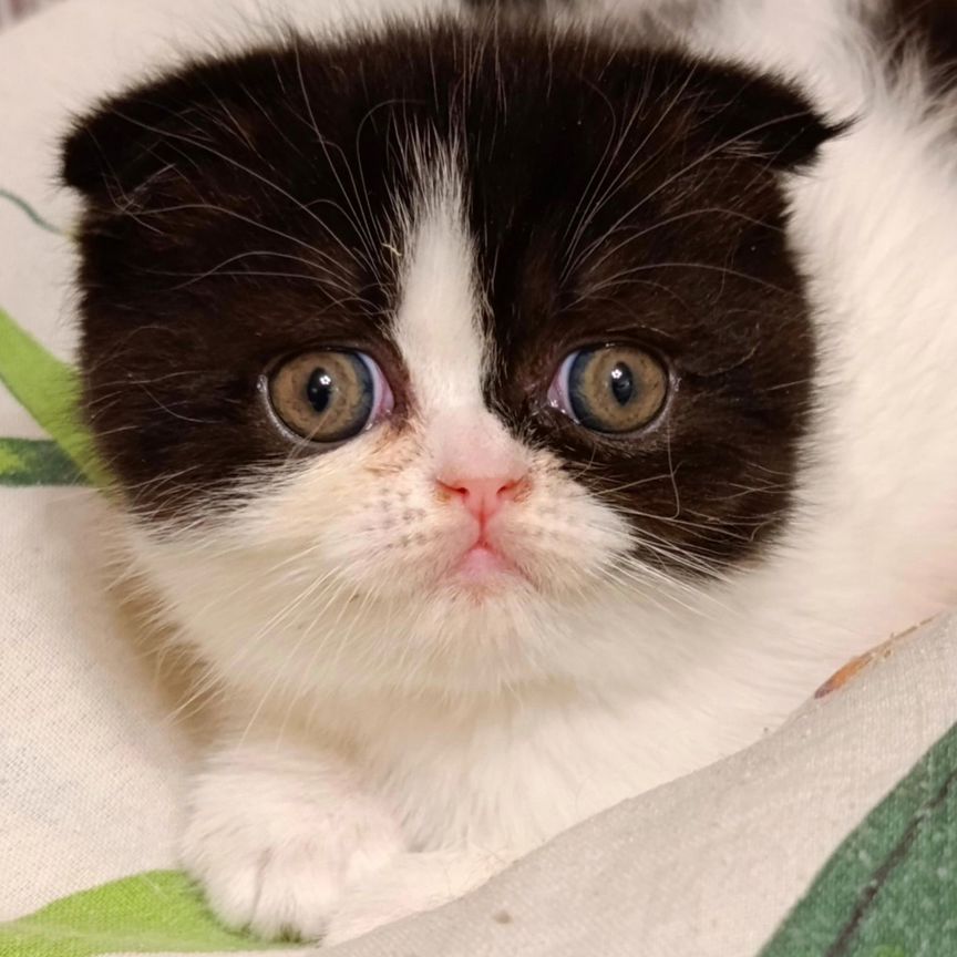 Шотландский вислоухий короткошёрстный котёнок
