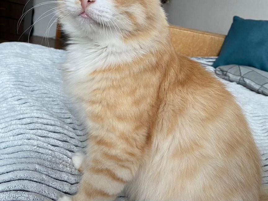 Чудесный преданный котик Батоша