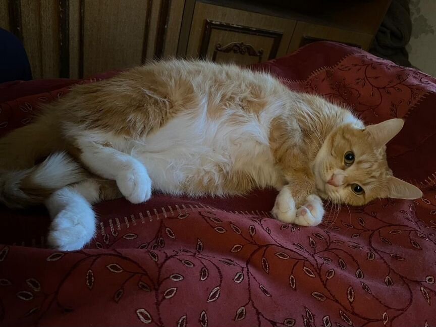 Остался сиротой рыжик