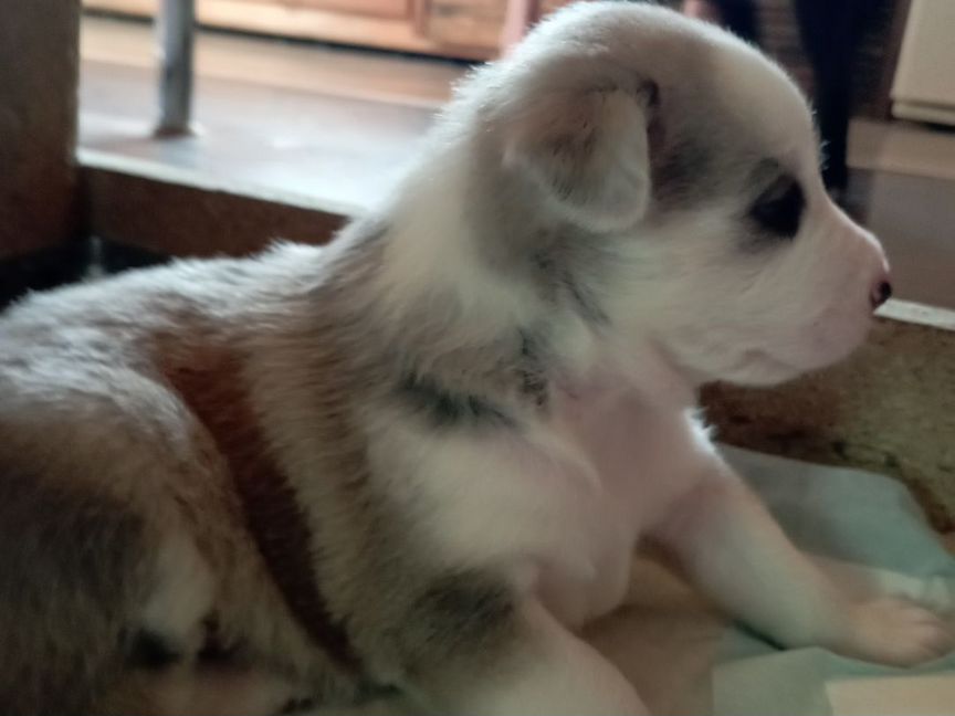 Отдам бесплатно щенков