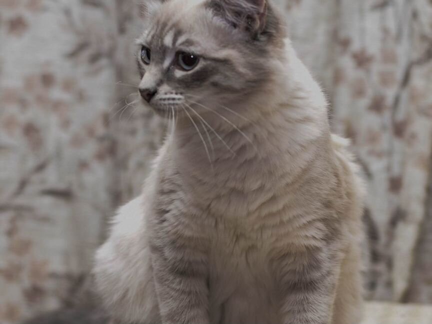 Симпатичная кошечка