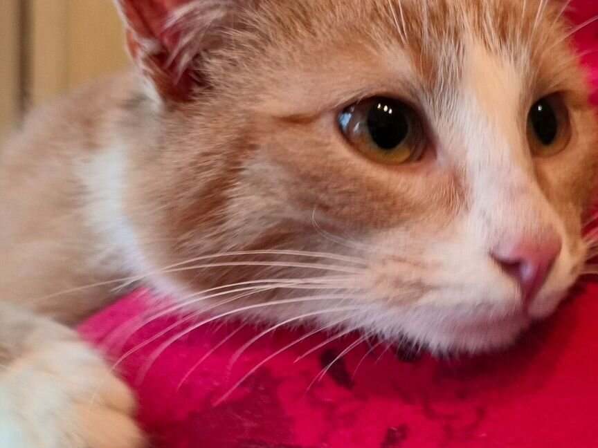 Котенок рыжий 5 мес мальчик ласковый в добрые руки