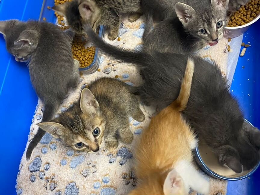 Котята малыши мурчалки на выбор