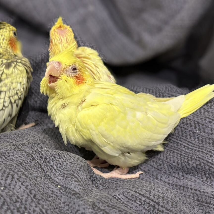 Птенцы кореллы