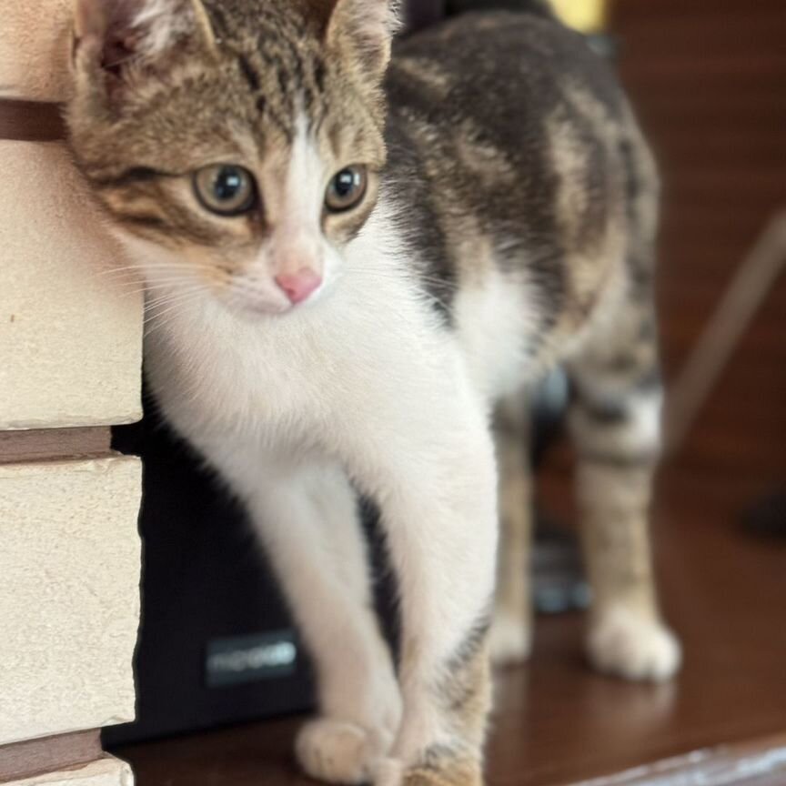 Котенок в добрые руки бесплатно девочка