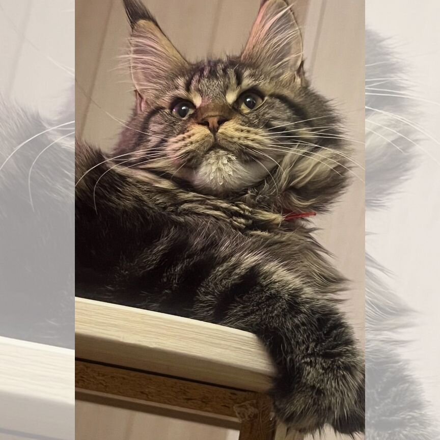 Мейн-кун котёнок