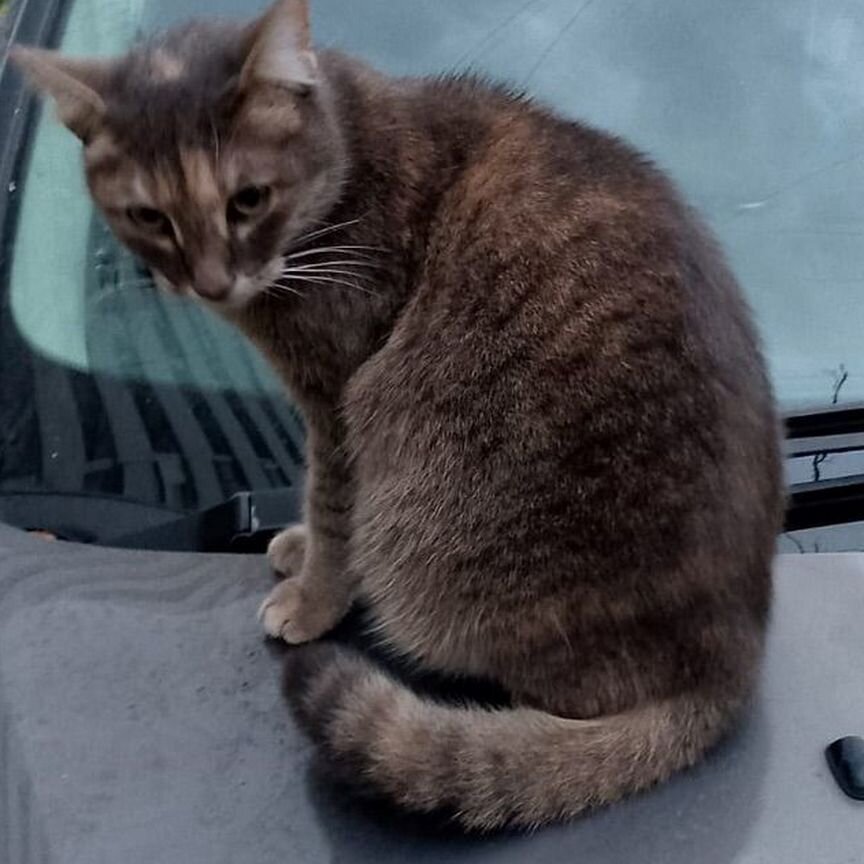 Взрослая кошка в добрые руки