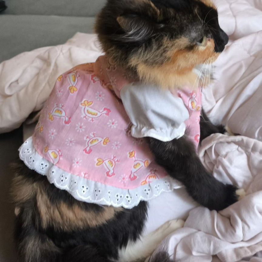 Котёнок девочка в добрые руки