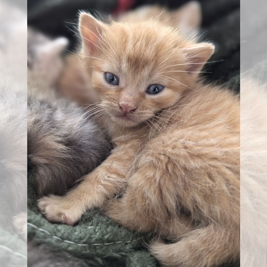Рыжий котик бесплатно