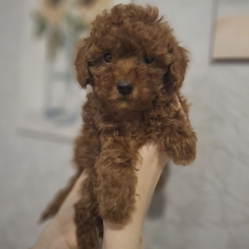 Пудель, щенок