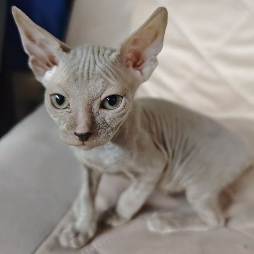 Канадский сфинкс котёнок