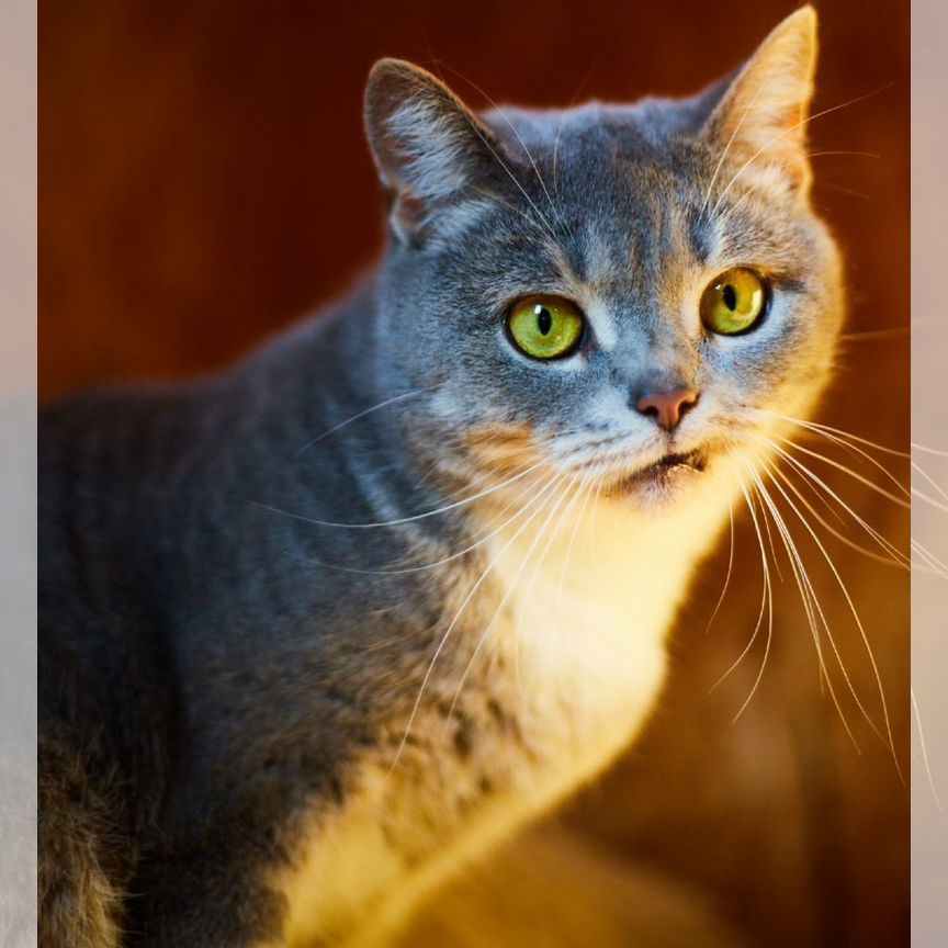 Кошка