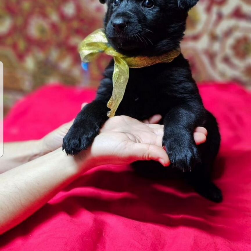 Маслинка