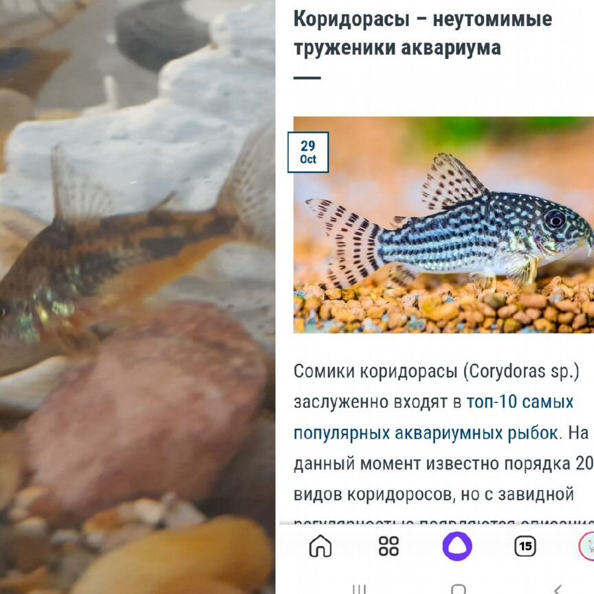 Аквариум с сомиками