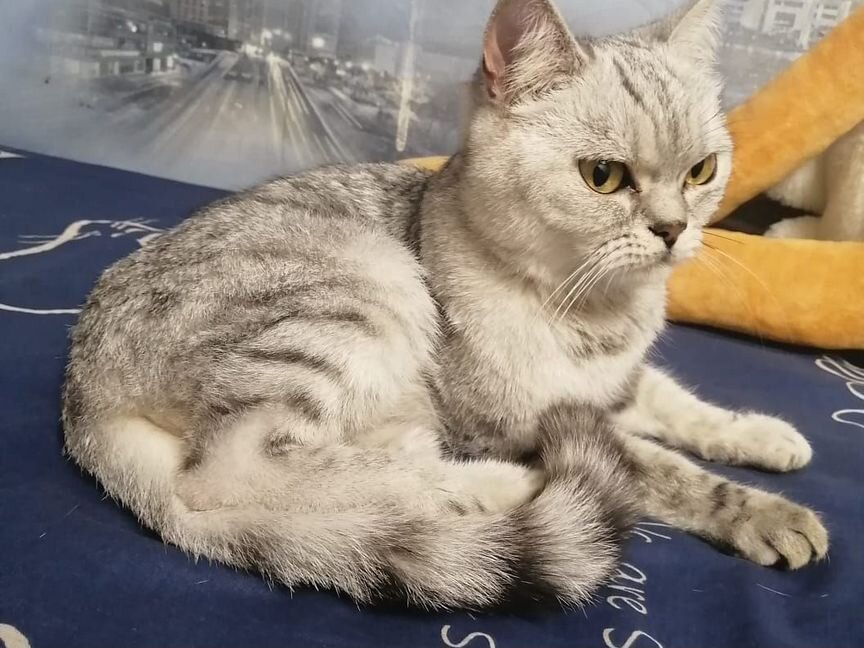 Кошка