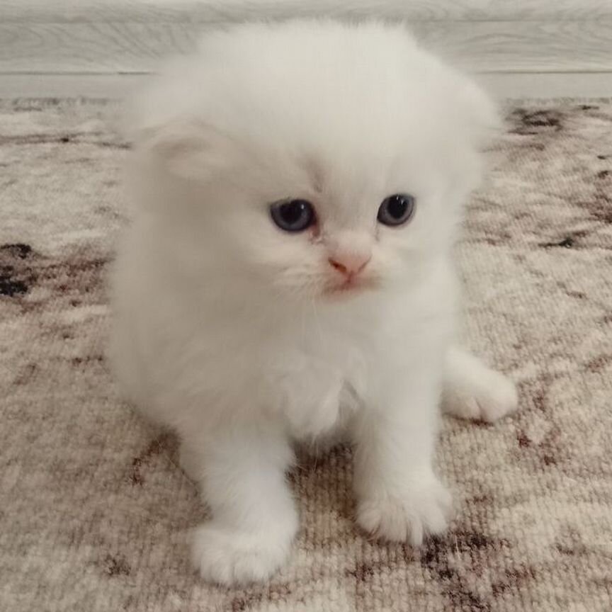Шотландские котята
