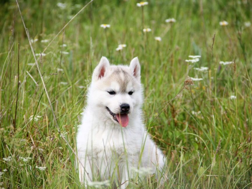 Прекрасные щенки хаски