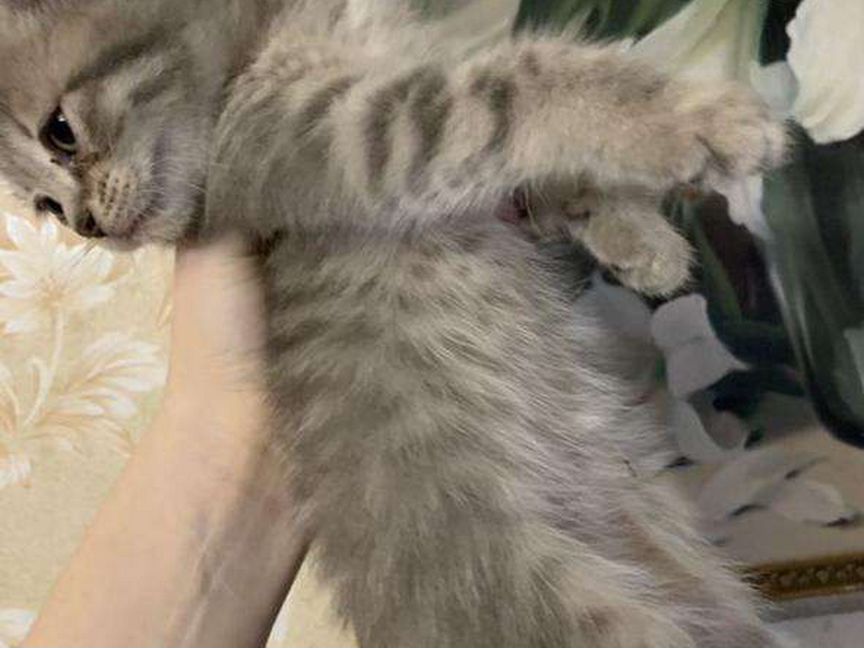 Отдам бесплатно