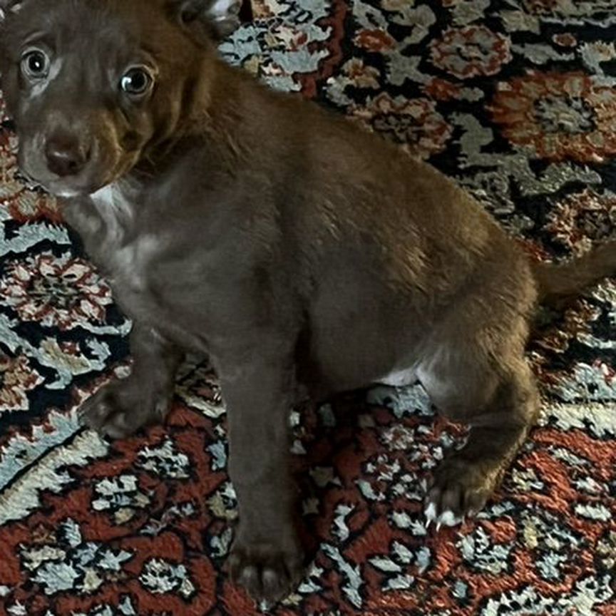 Цвергпинчер, щенок