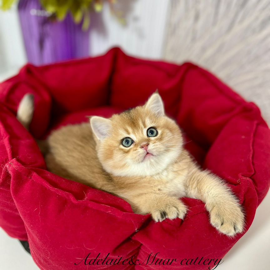 Британский мальчик в разведение