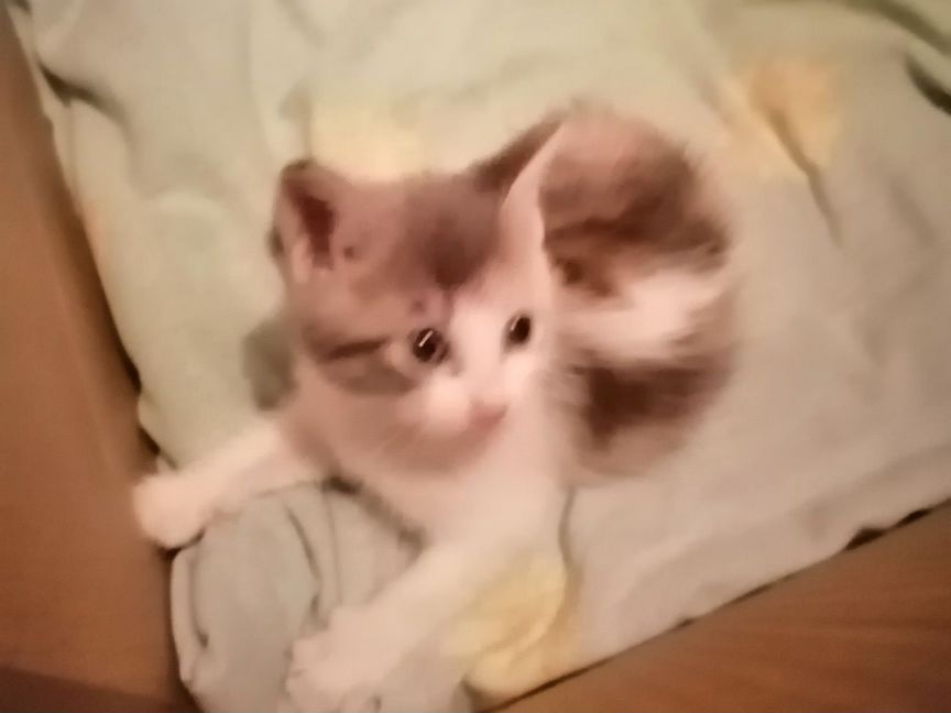 Кошка Меланья