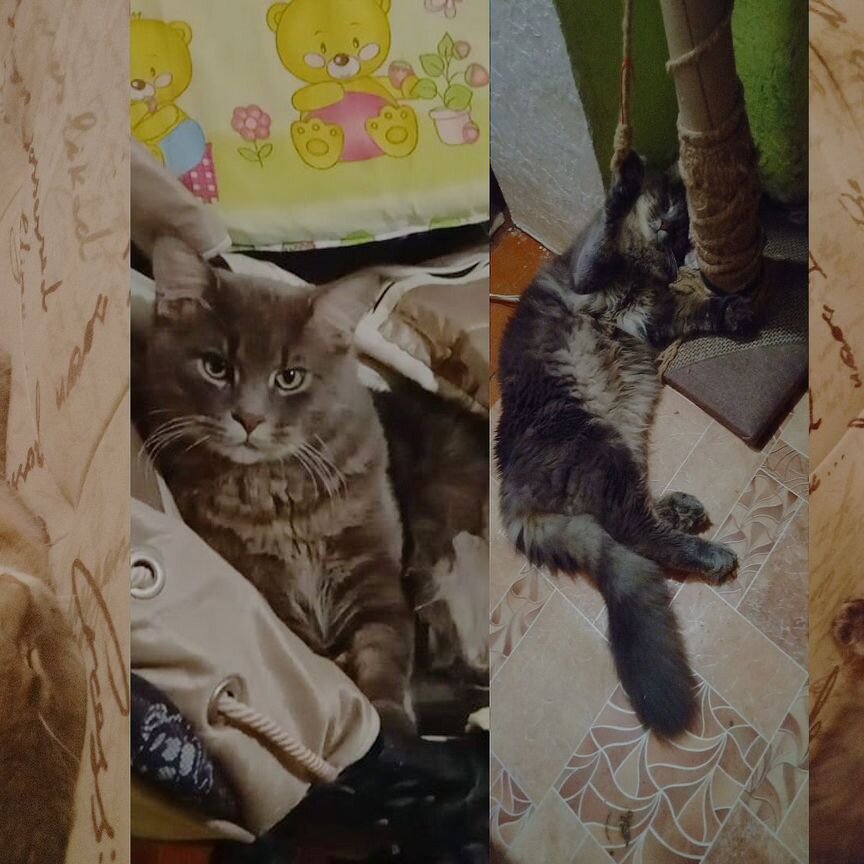 Вязка мейнкуны