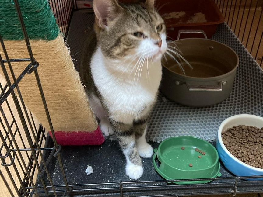 Молодой котик ищет дом