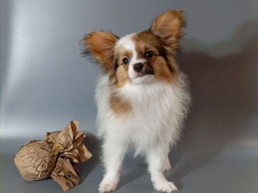 Папийон девочка