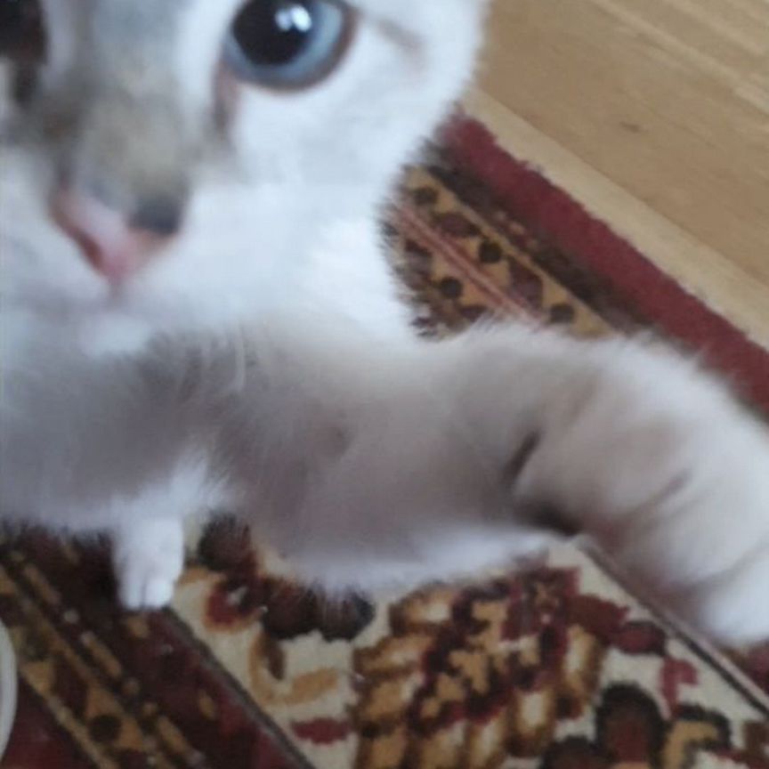 Отдам котенка в добрые руки