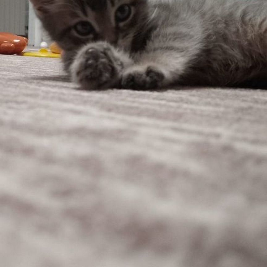 Котёнок бесплатно 4месяца еще лоток отдам