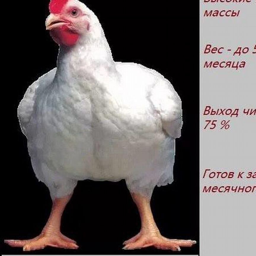 Цыплята бройлеры в наличии