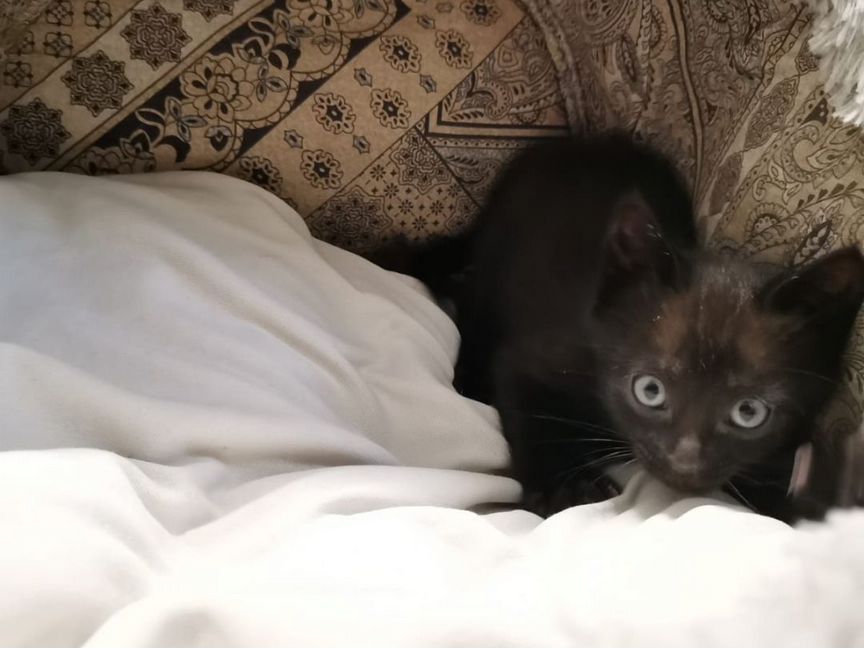 Кот и кошечка в добрые руки