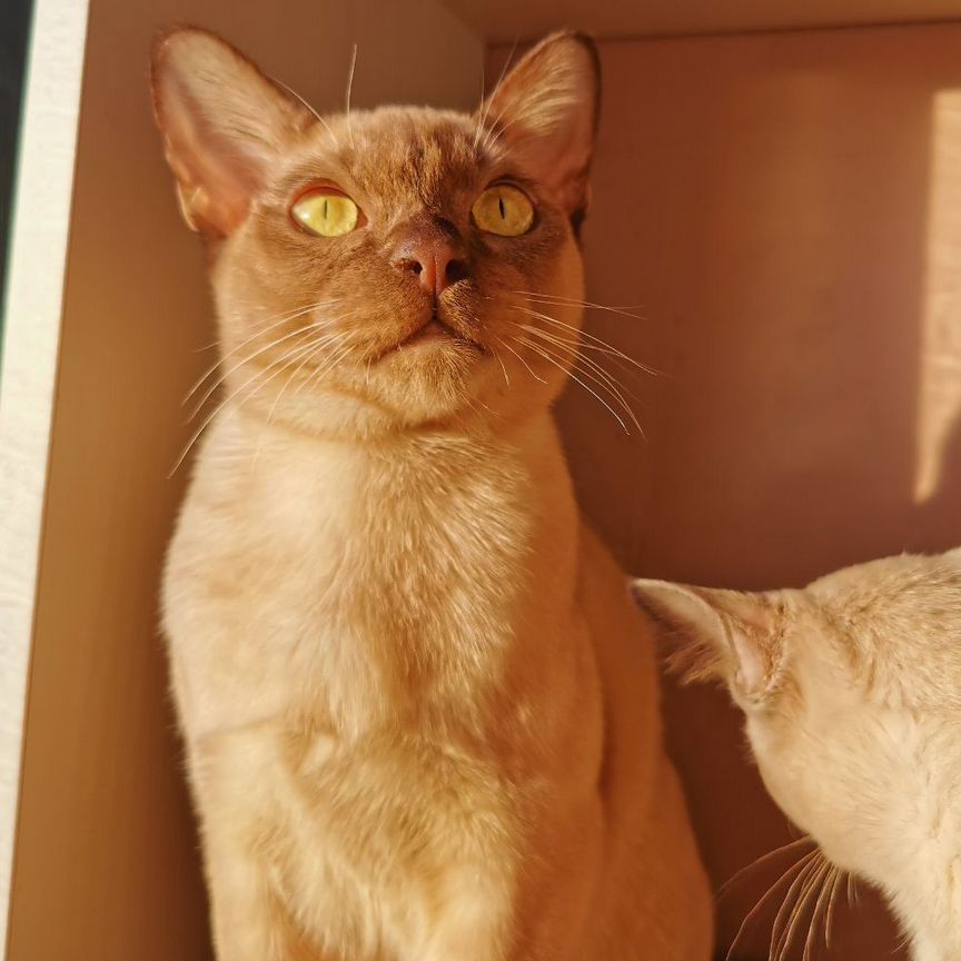 Котёнок от частного владельца