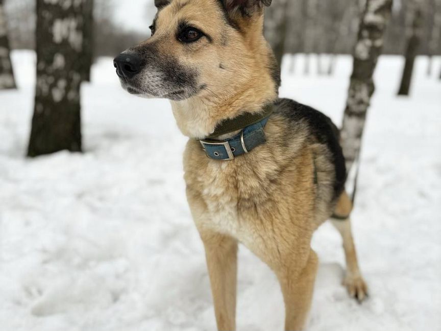 Пес Мухтар пять лет ждет хозяина