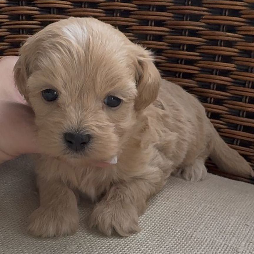 Мальтипу, щенок