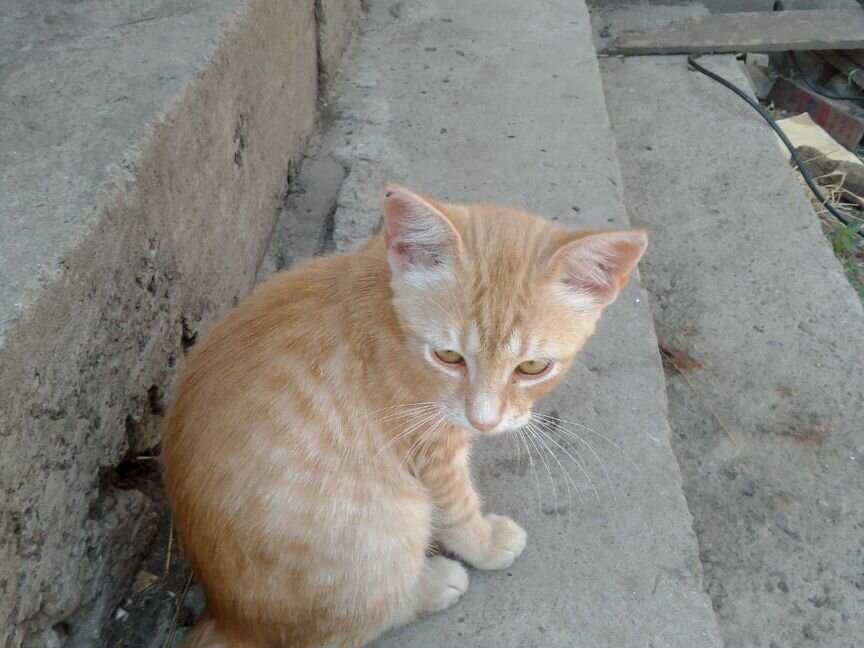 Кот рыжий ласковый нежный