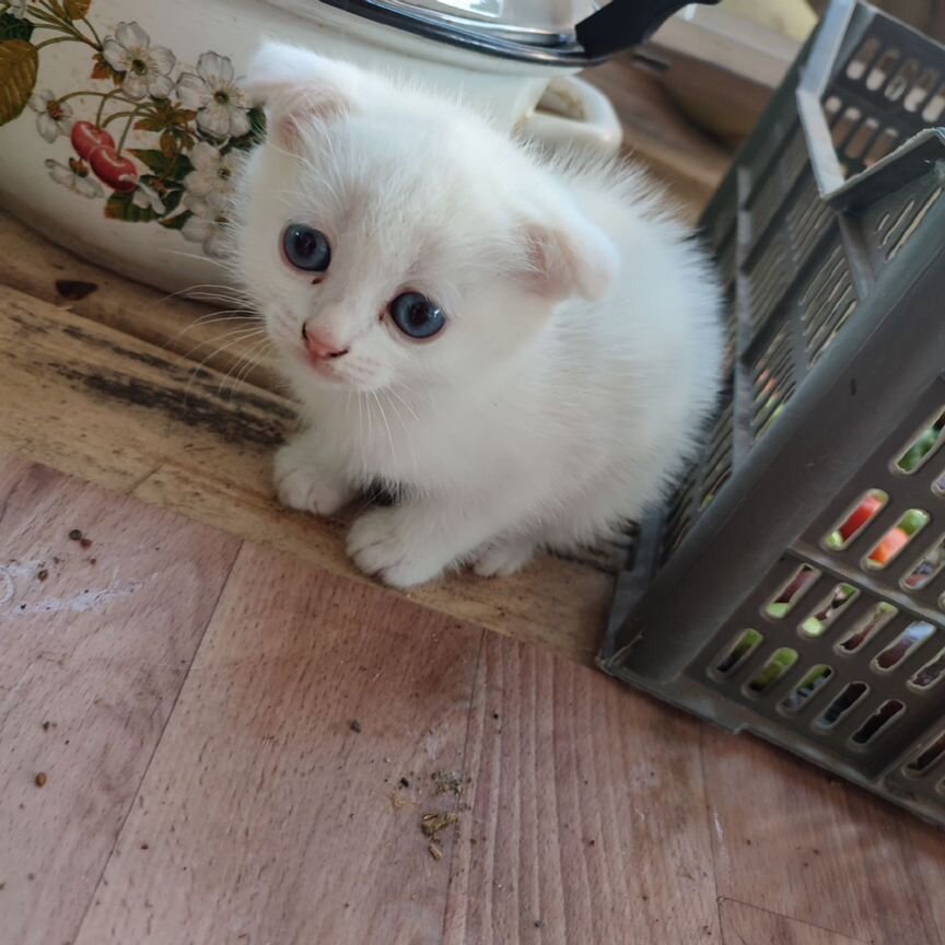 Котята в добрые руки мальчики