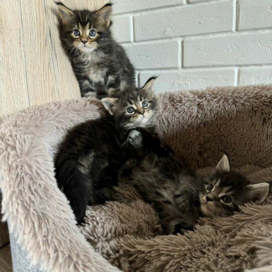 Тигрвые и черные дети кунята