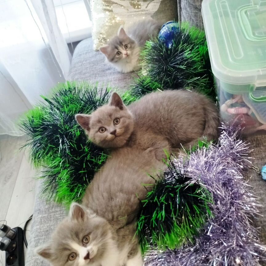 Котята в добрые руки бесплатно