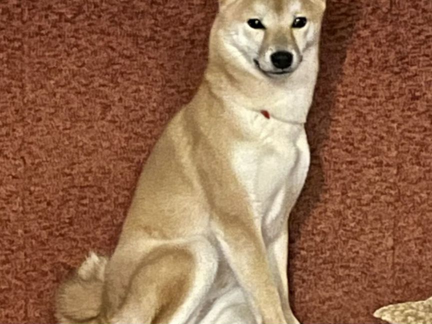Сиба Ину