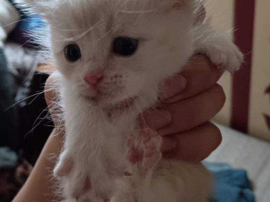Котята бесплатно