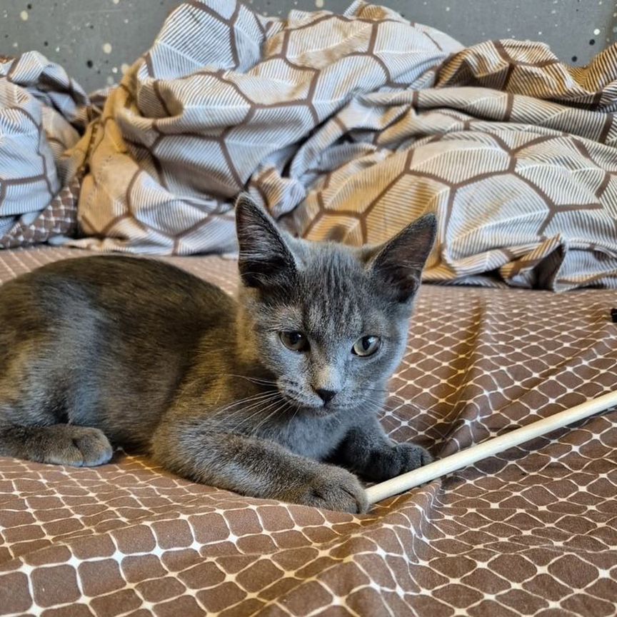 Котенок девочка 3 месяца